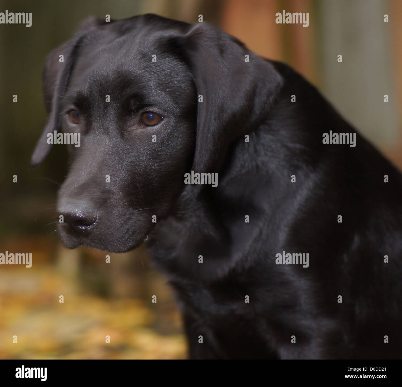 Black Labrador puppy Stock Photo - Alamy