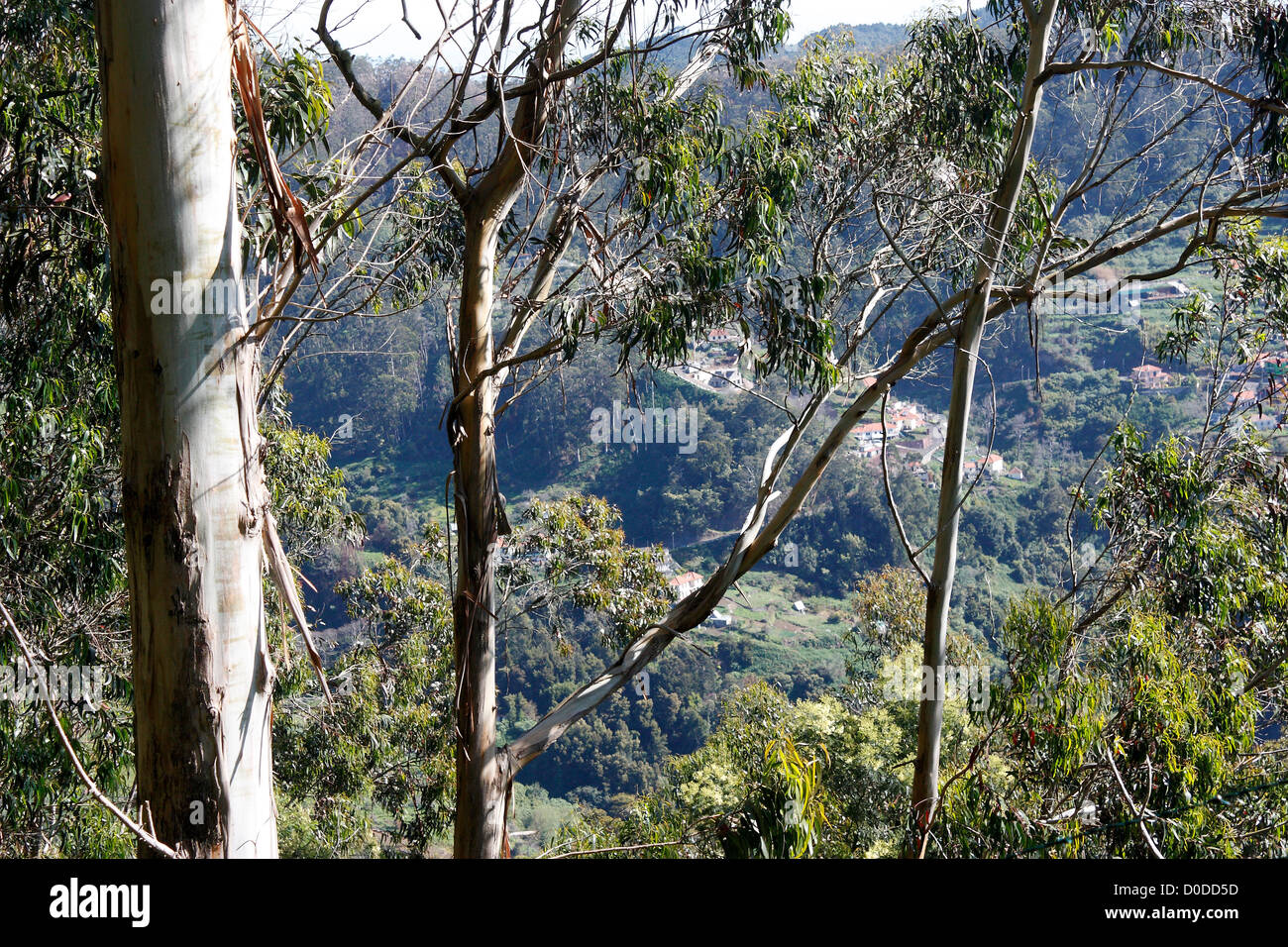 Eucalyptus trees in Madeira Stock Photo - Alamy
