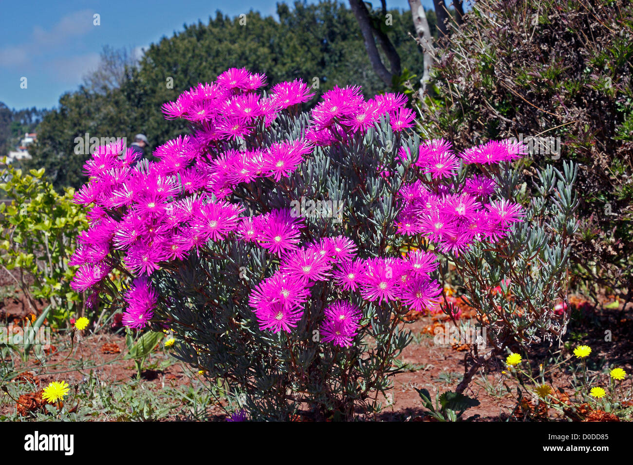 Midday flowers Madeira Stock Photo - Alamy
