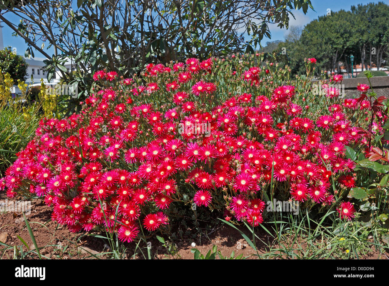 Midday flowers Madeira Stock Photo - Alamy
