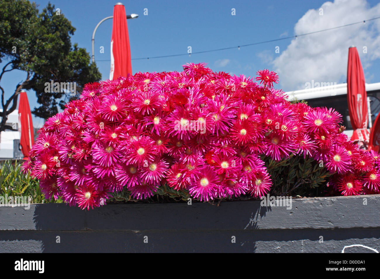 Midday flowers Madeira Stock Photo - Alamy