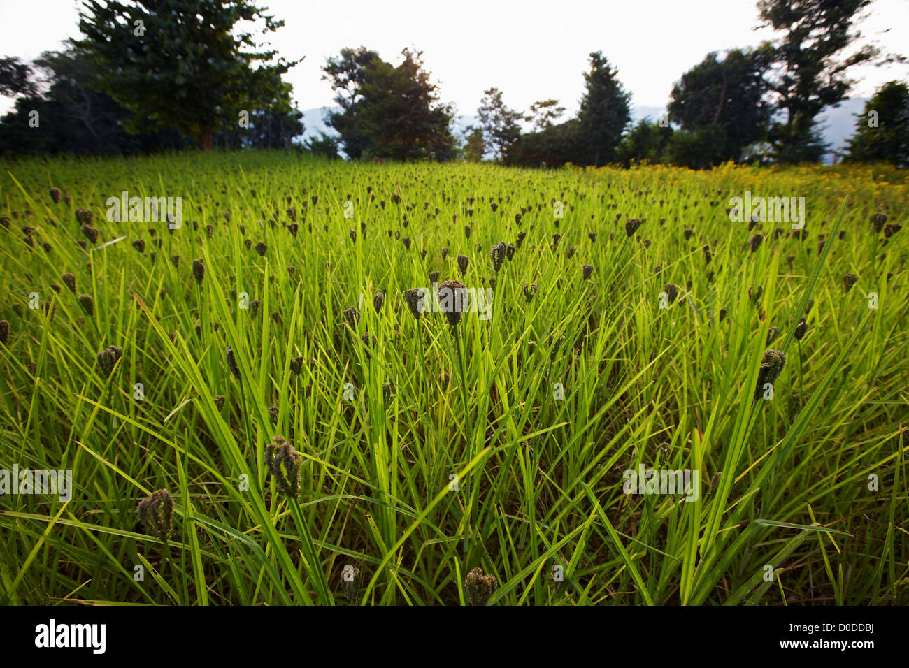 Field of Tall Grass Stock Photo - Alamy