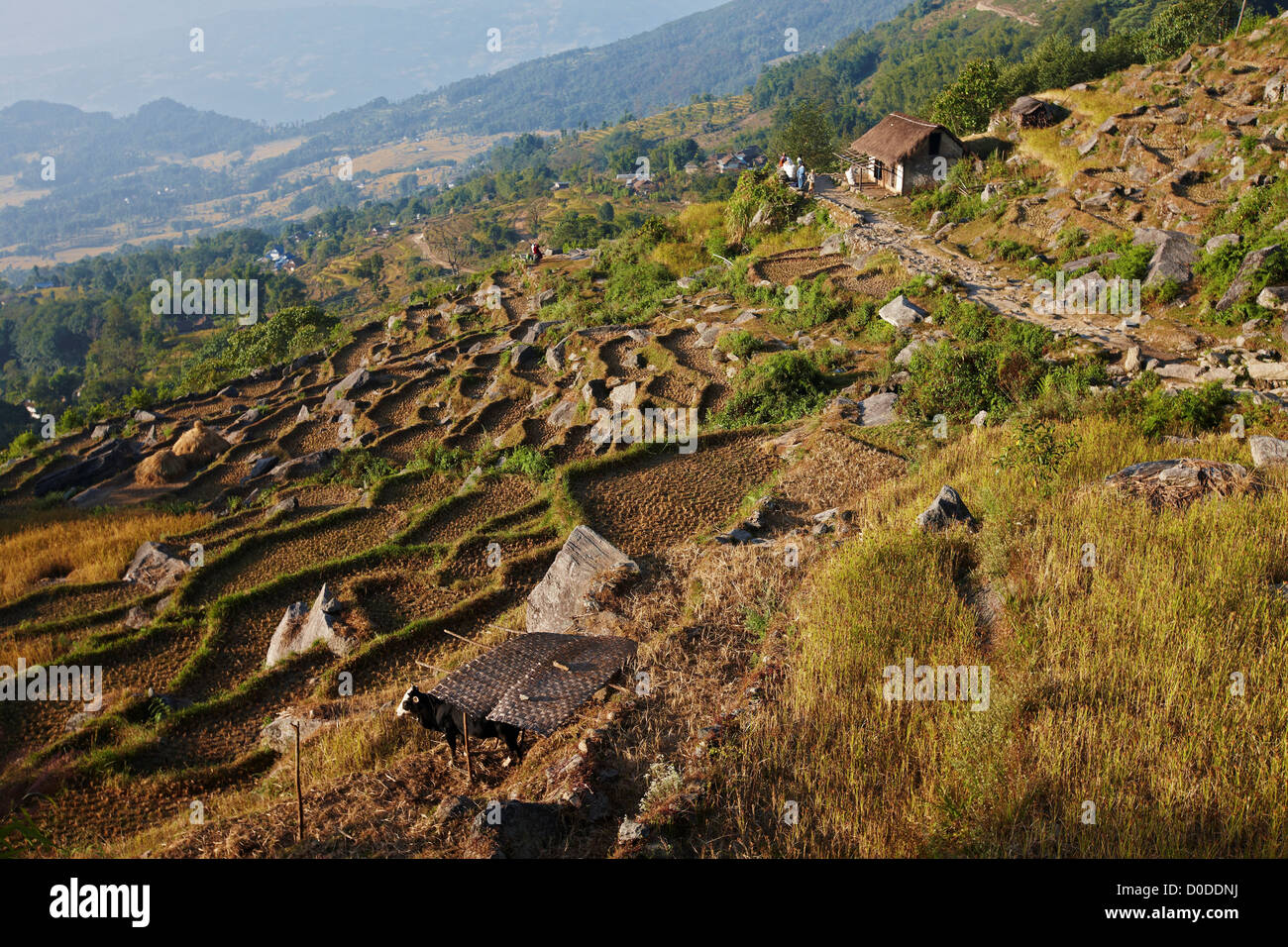A terraced hillside with scattered homes in eastern Nepal Stock Photo ...