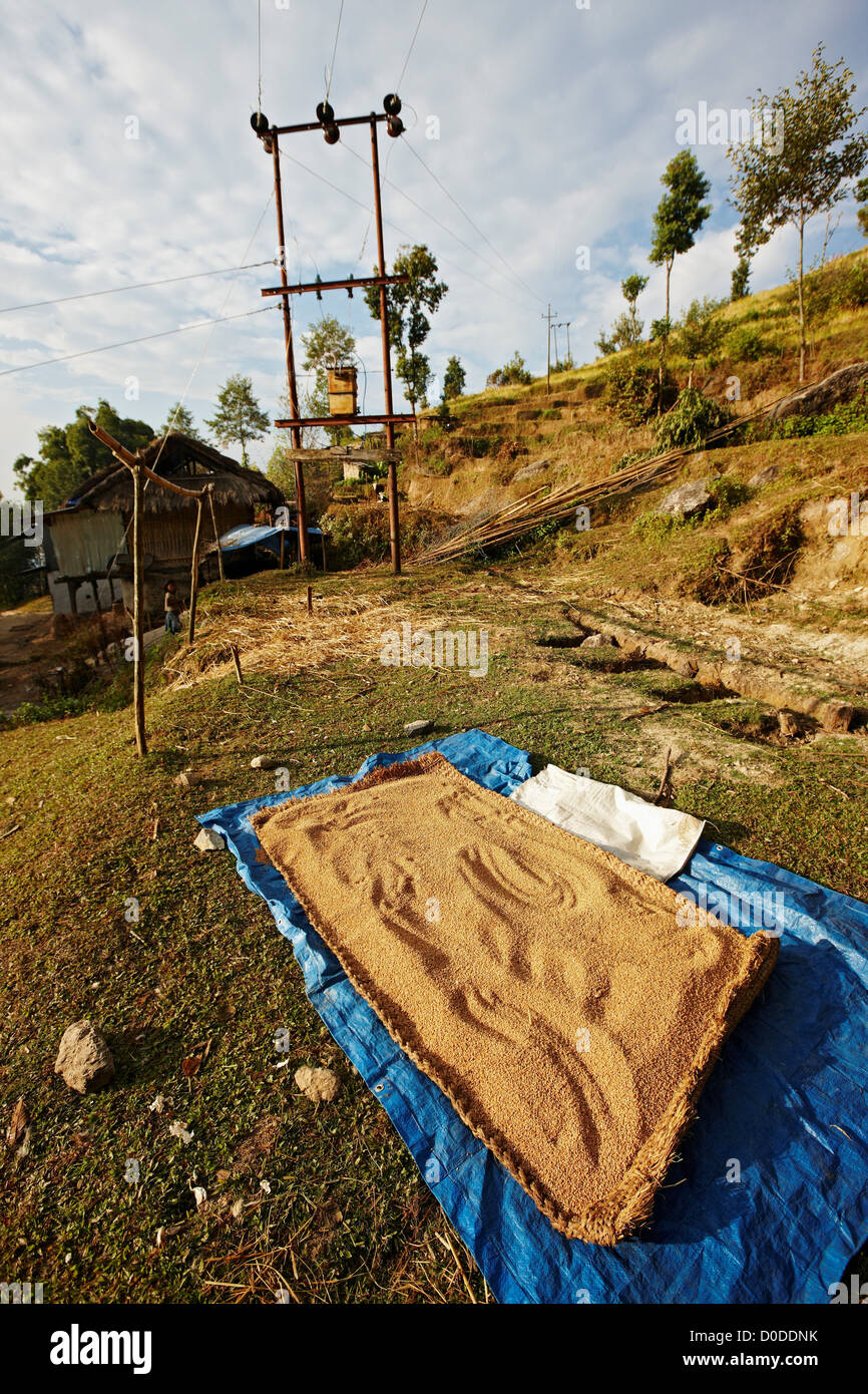 Grain drying in the sun in eastern Nepal Stock Photo - Alamy