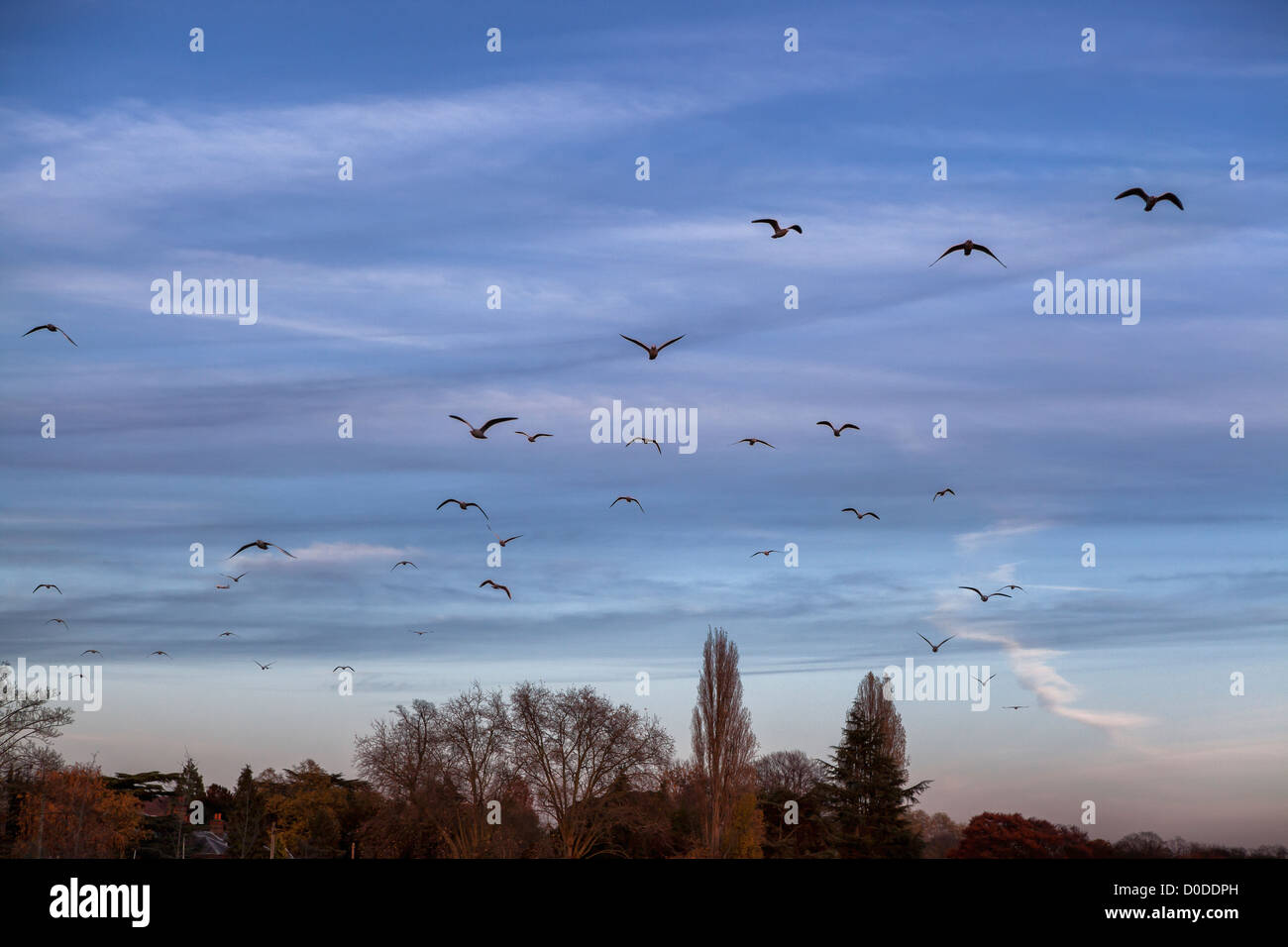 Birds flying in a blue sky Stock Photo - Alamy