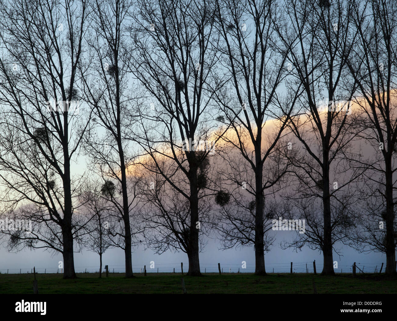 Poplar trees at dusk in Normandy,France Stock Photo - Alamy