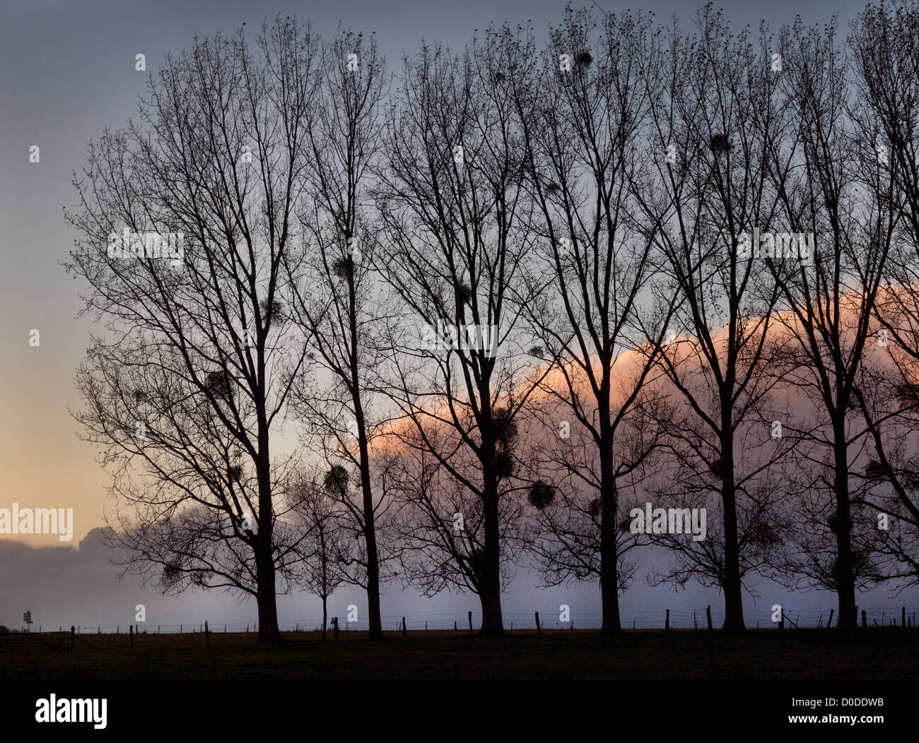 Poplar trees mistletoe in hi-res stock photography and images - Alamy
