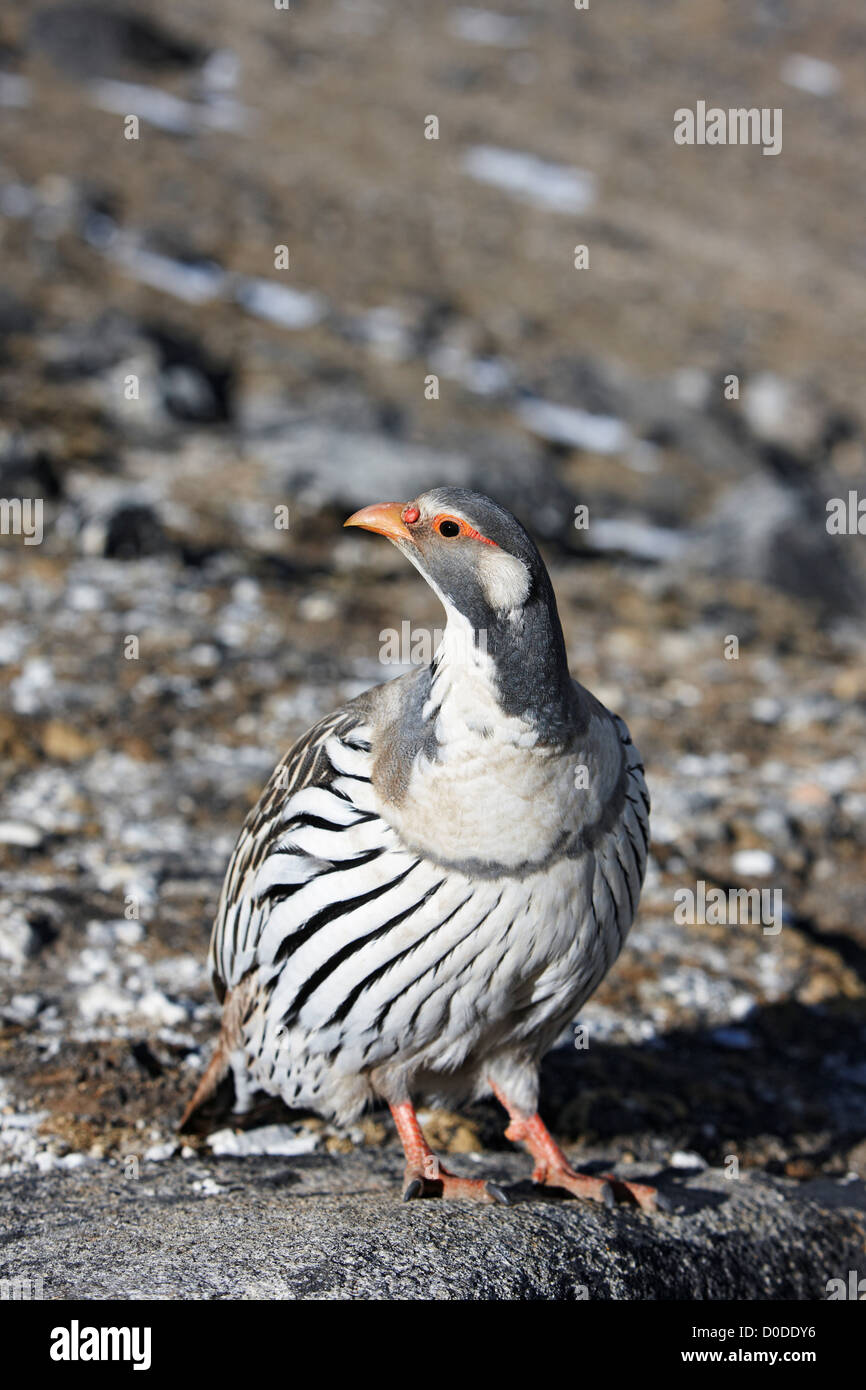 A Tibetan snowcock (Tetraogallus tibetanus) 17,300 feet above sea level ...