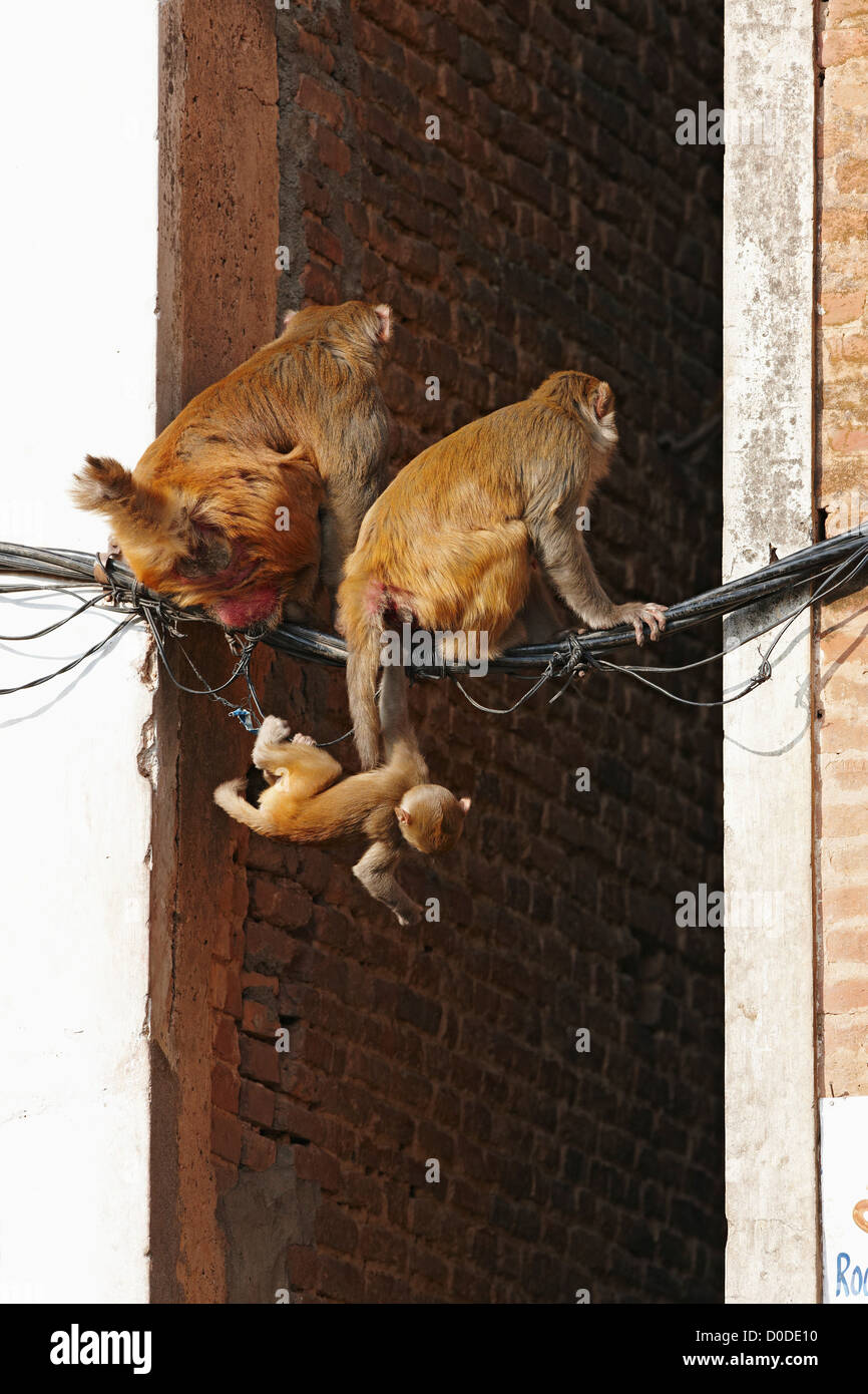 A baby monkey hangs from a power line at Swayambhunath Stupa, or the ...