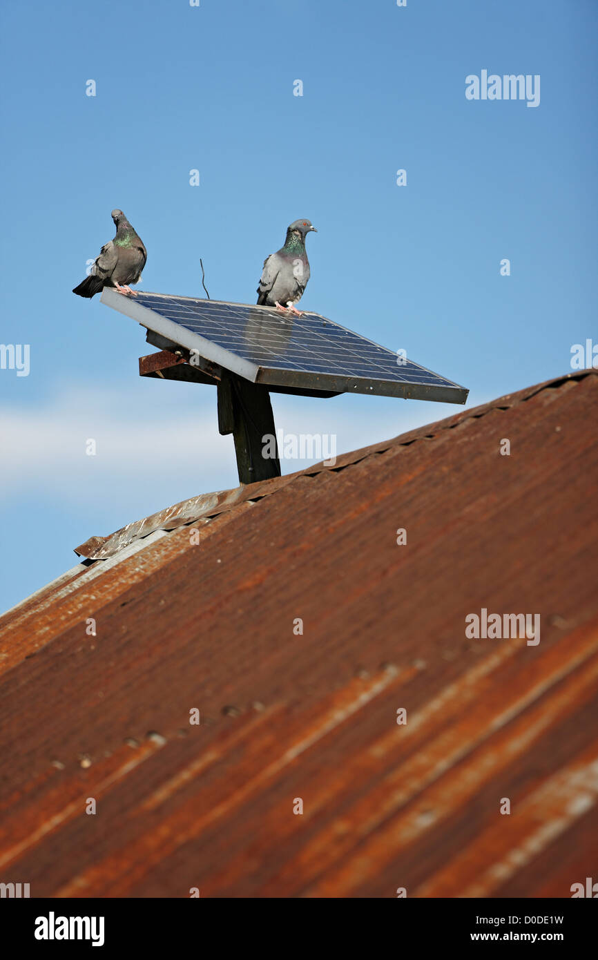 Pigeons atop a small solar photovoltaic panel on a roof in Num Village ...