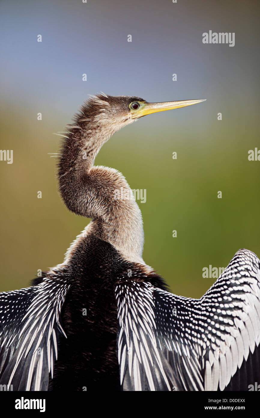 An anhinga (Anhinga anhinga) in Everglades National Park, Florida Stock ...