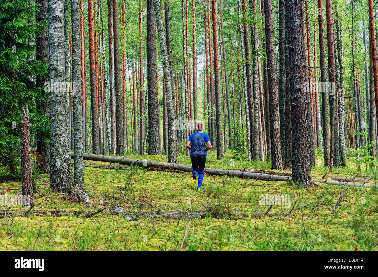 Sports orienteering in summer forest Stock Photo - Alamy