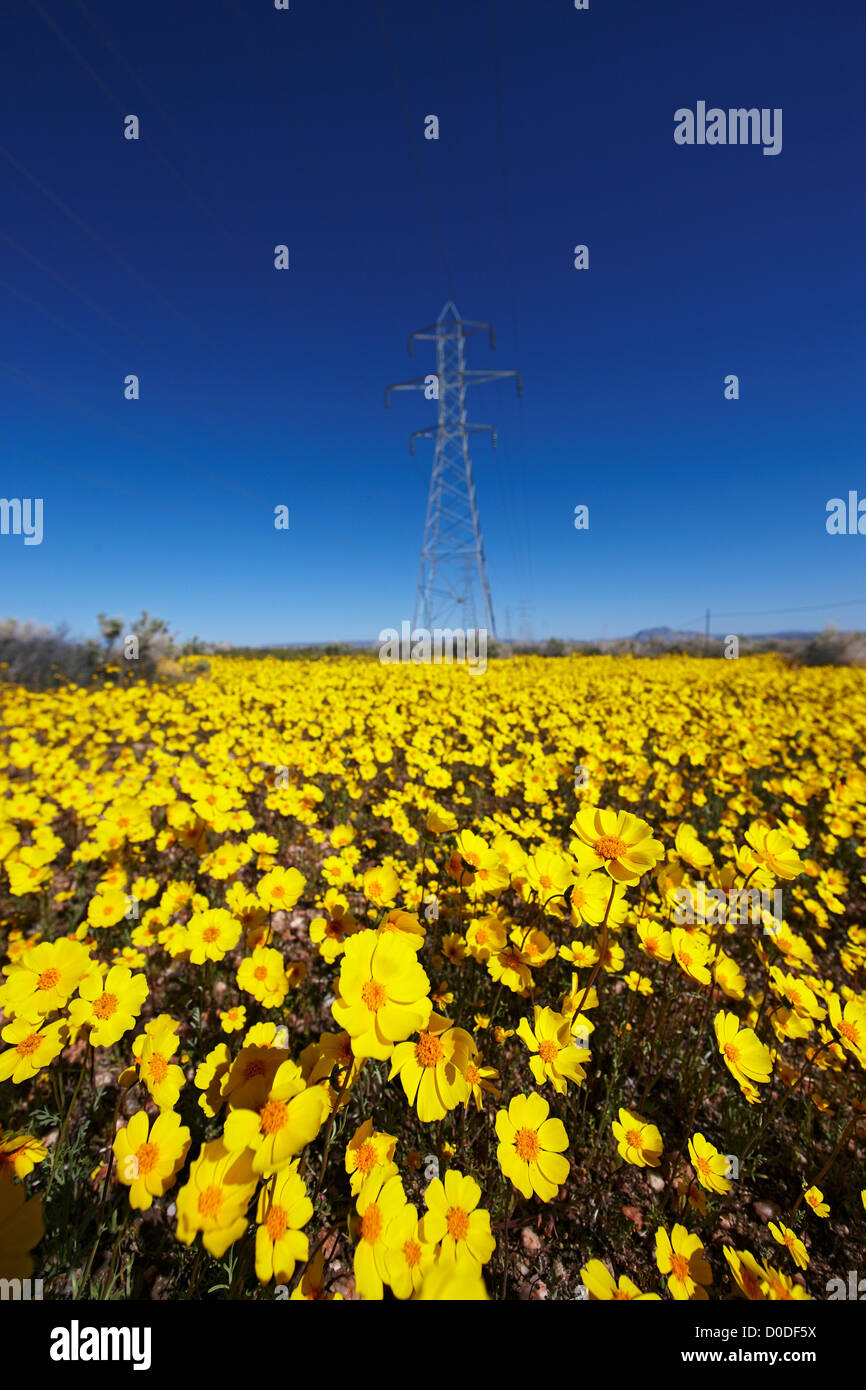 A field of vibrant wildflowers under a high voltage power line, near ...