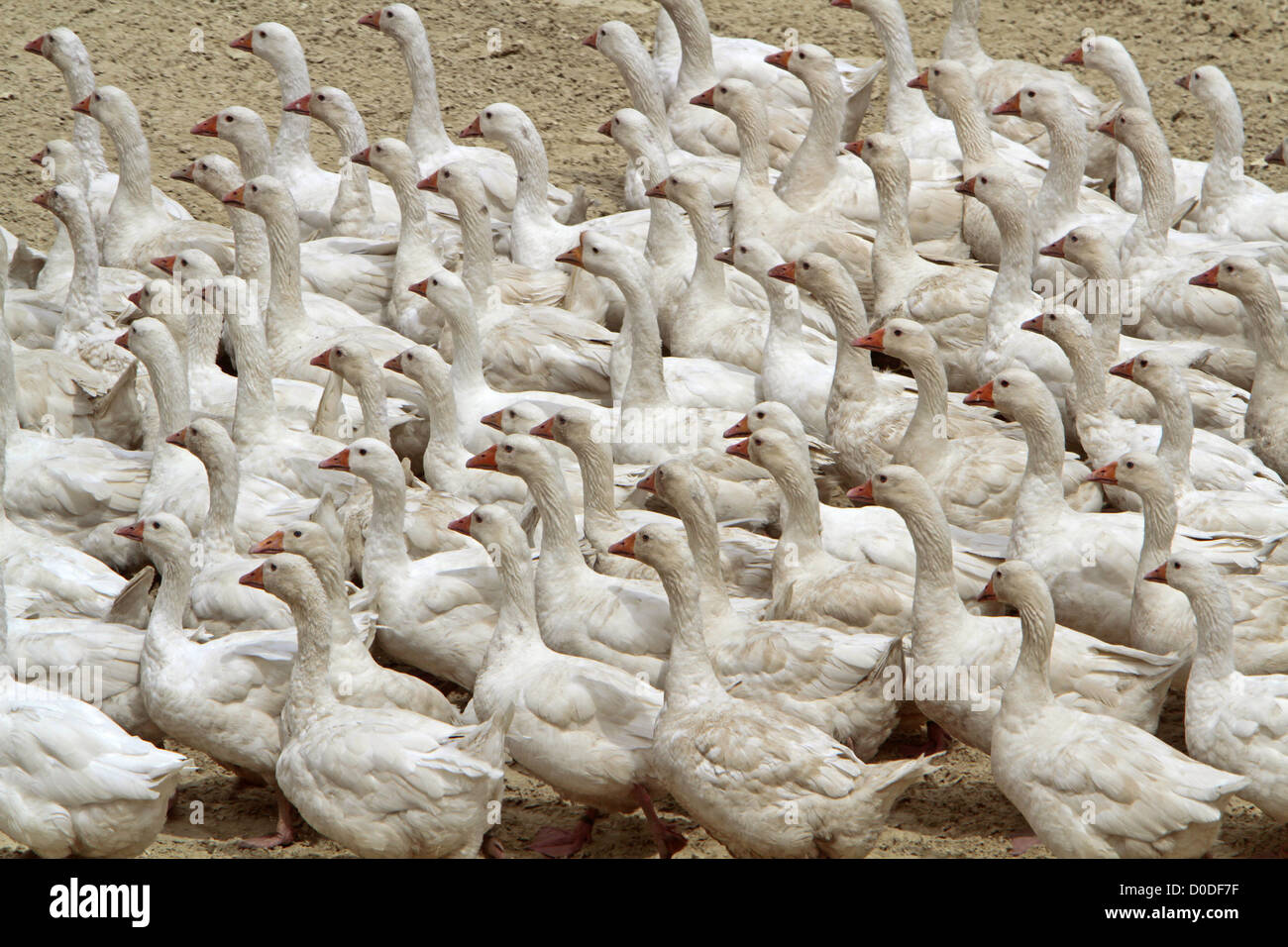 Circus Acts High Resolution Stock Photography and Images - Alamy