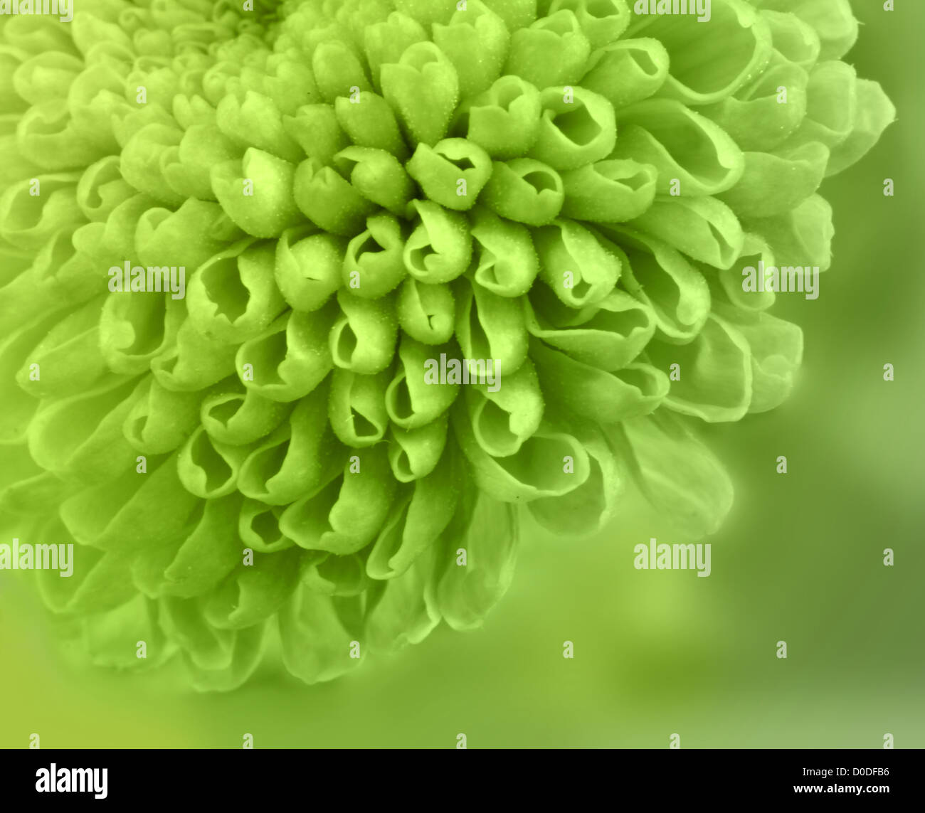 Extreme close up shot of a green flower Stock Photo - Alamy