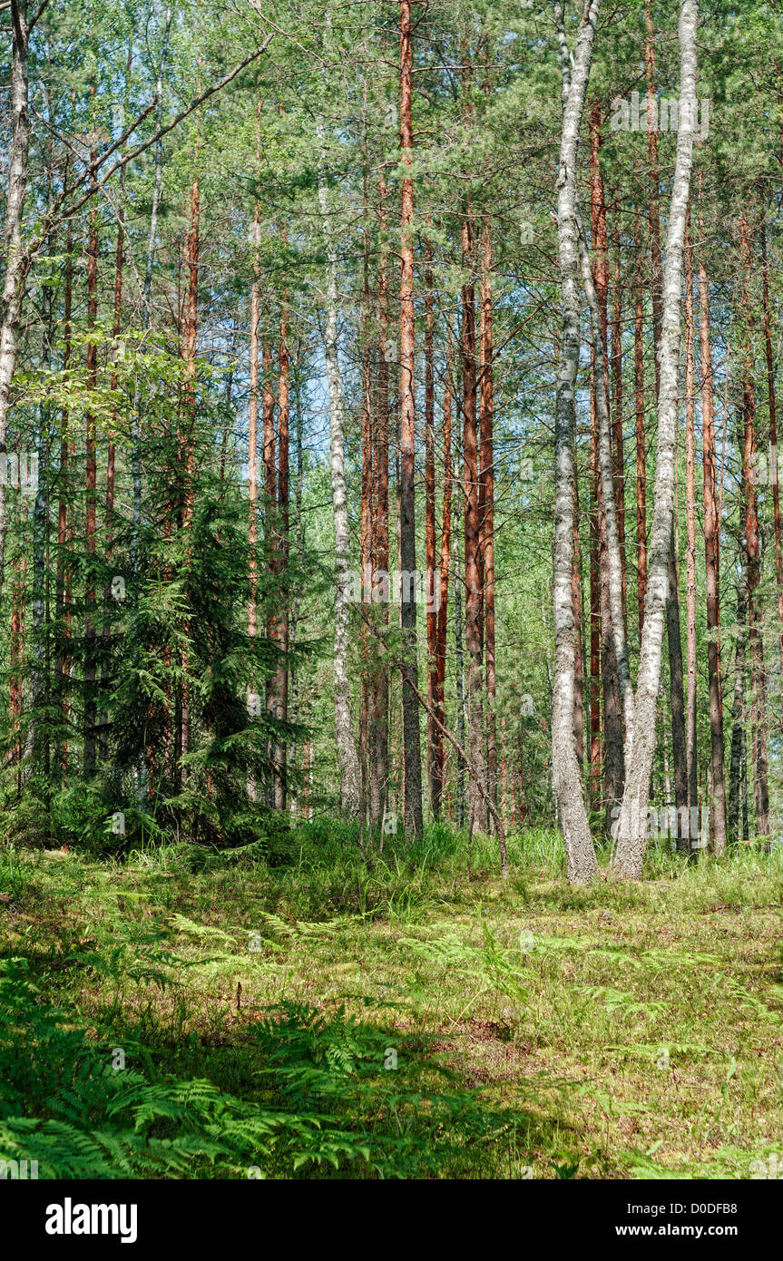 Small glade in summer forest Stock Photo - Alamy