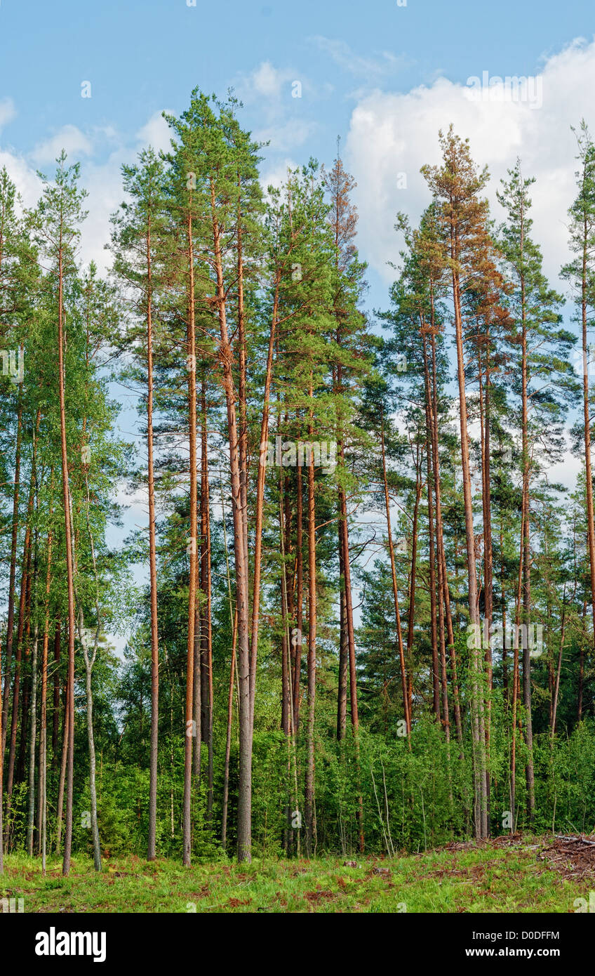 High pines forest wall Stock Photo - Alamy