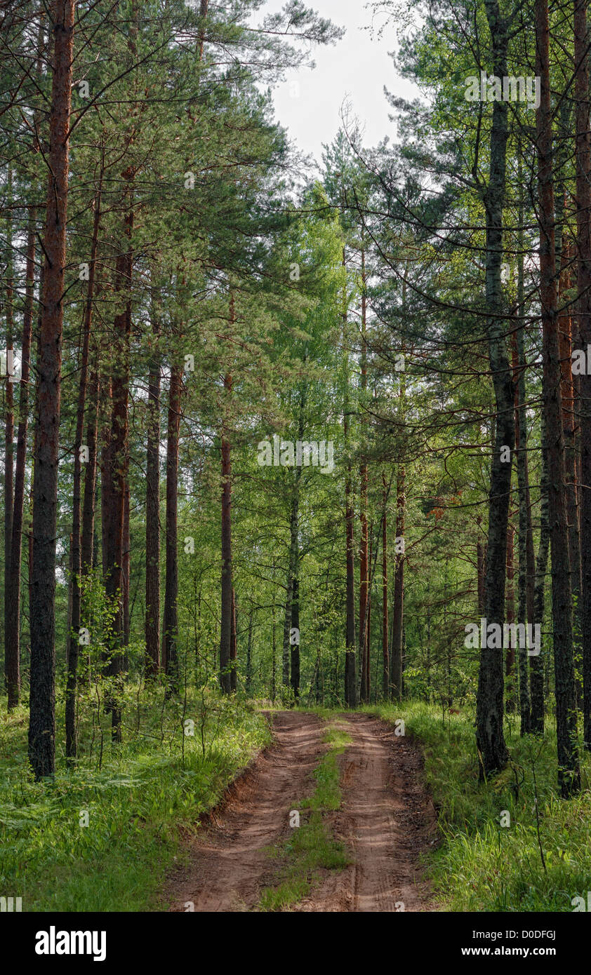 Forest road in pine forest Stock Photo - Alamy