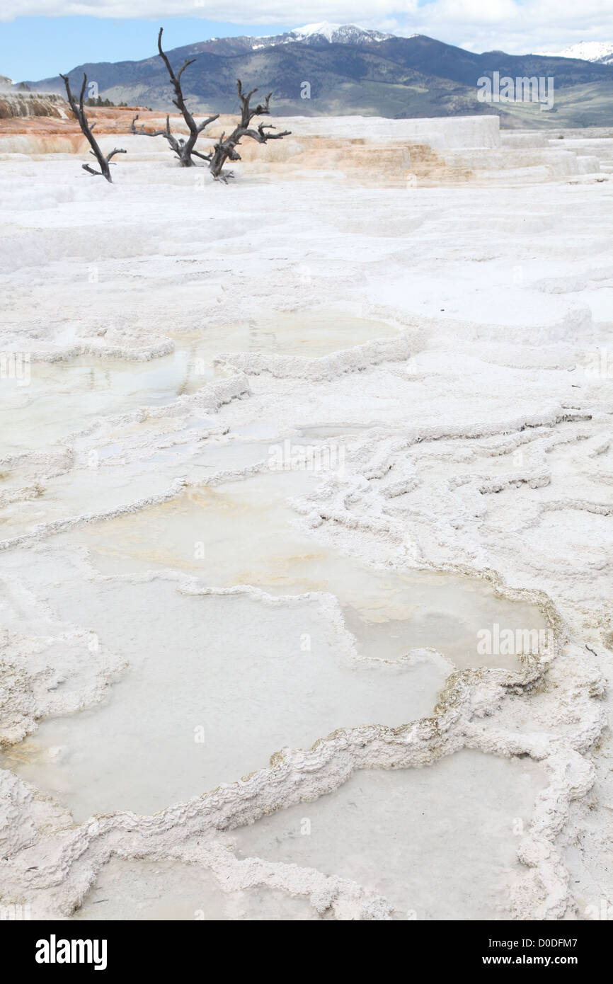 Mammoth Terraces, Yellowstone National Park, Wyoming, USA Stock Photo ...
