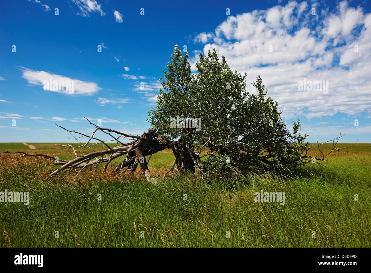 Maple tree, split by lightning, perseveres Stock Photo - Alamy