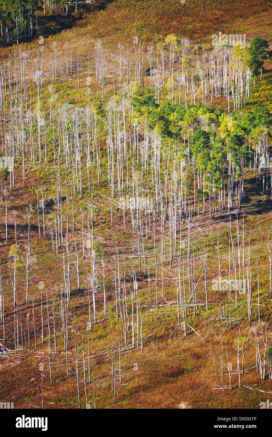 Aerial view stands aspen Populus tremuloides killed bark beetle Rocky ...