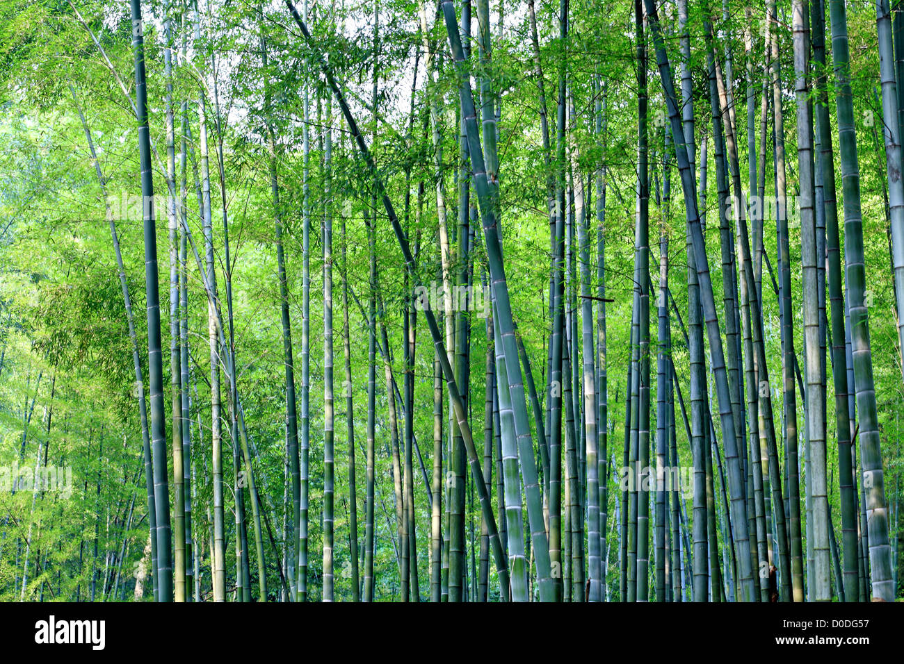 Background image of bamboo Stock Photo - Alamy