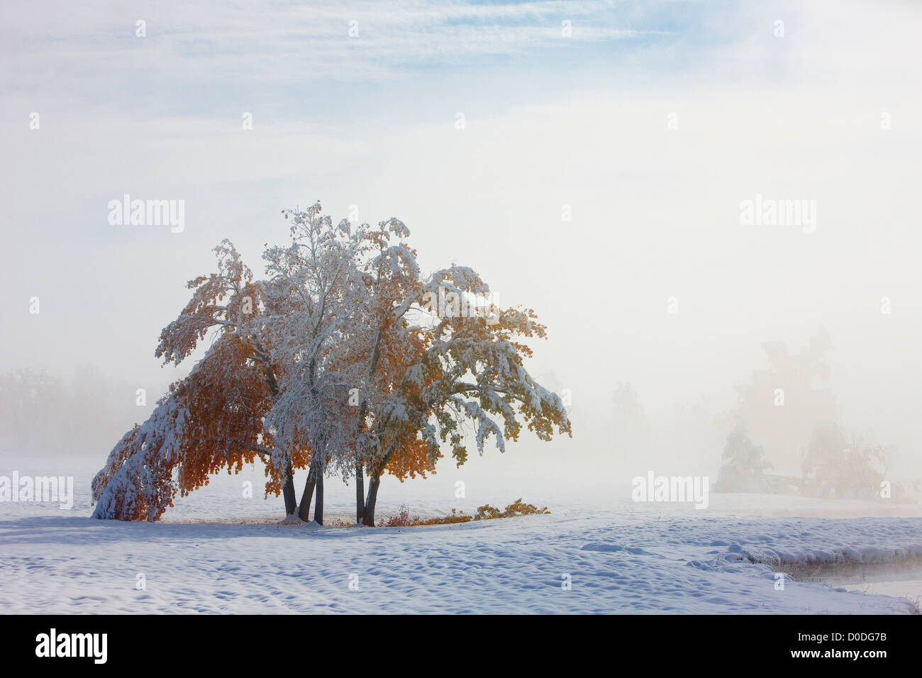 Cottonwood tree with changing fall colors, clearing storm Stock Photo ...