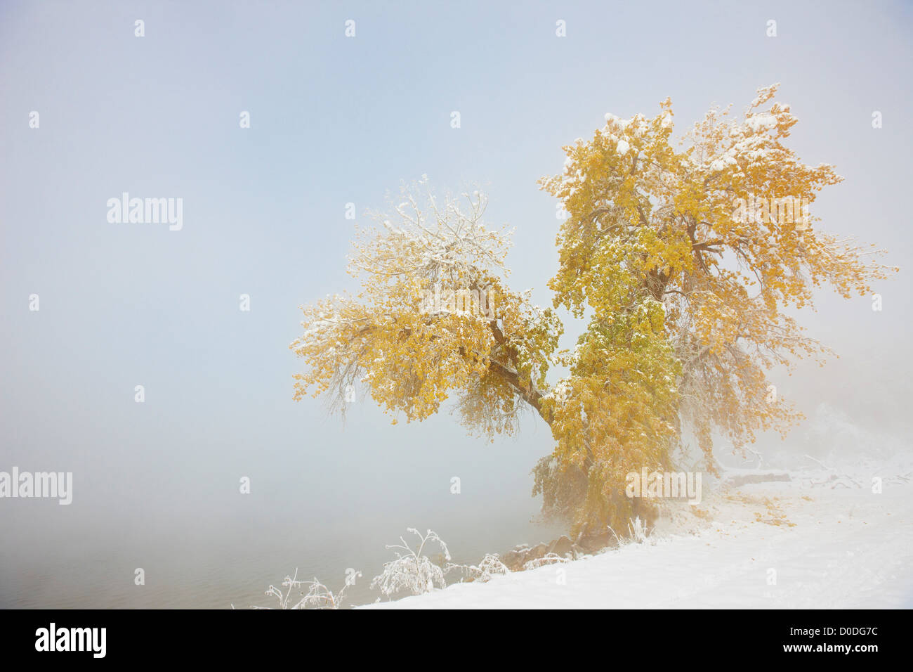 Cottonwood tree with changing fall colors, clearing storm Stock Photo ...