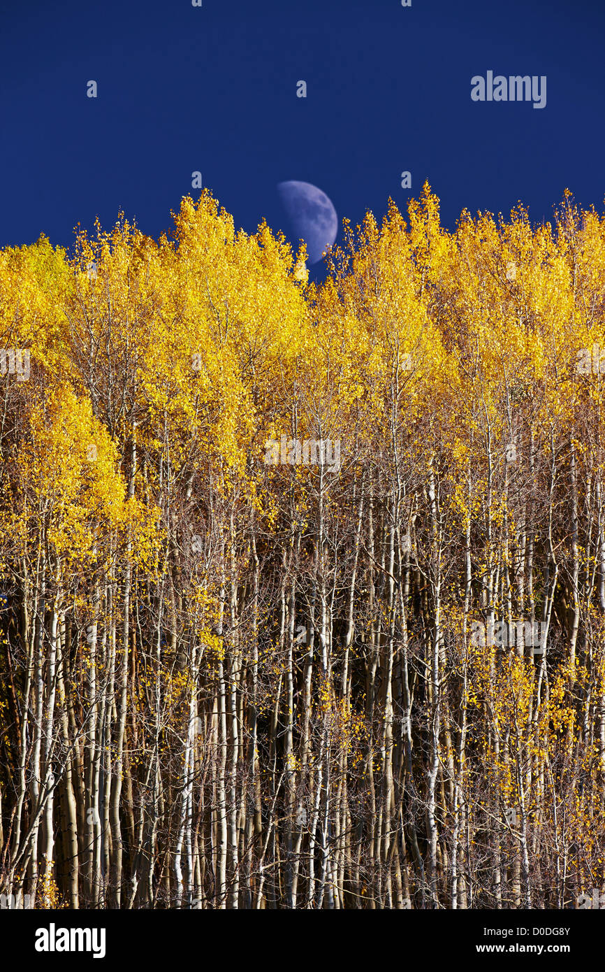 Half Moon and Quaking Aspens in Fall Color Stock Photo - Alamy
