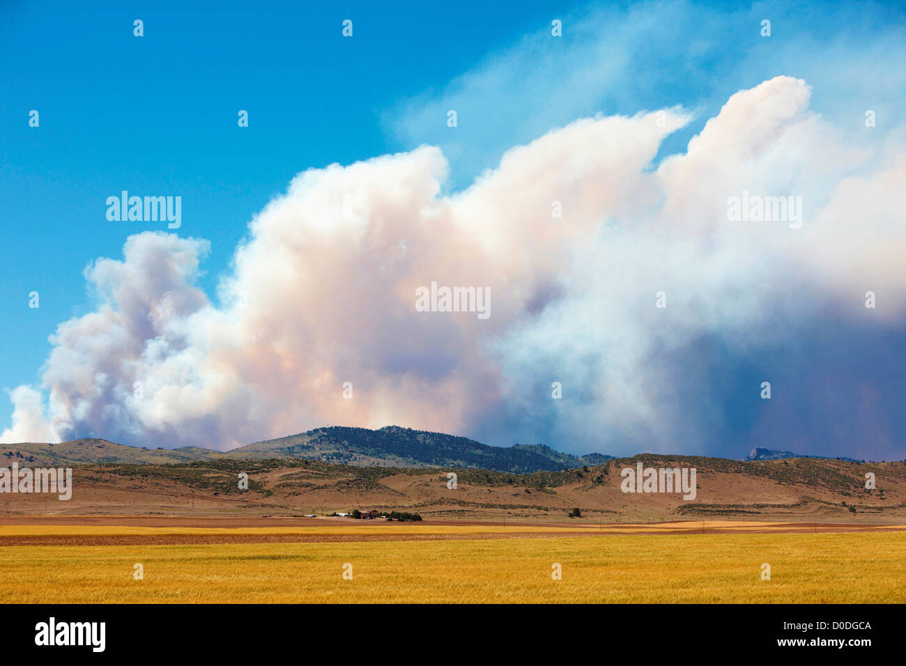 Raging mountain wildfire, rising smoke, foreground wheat field ...