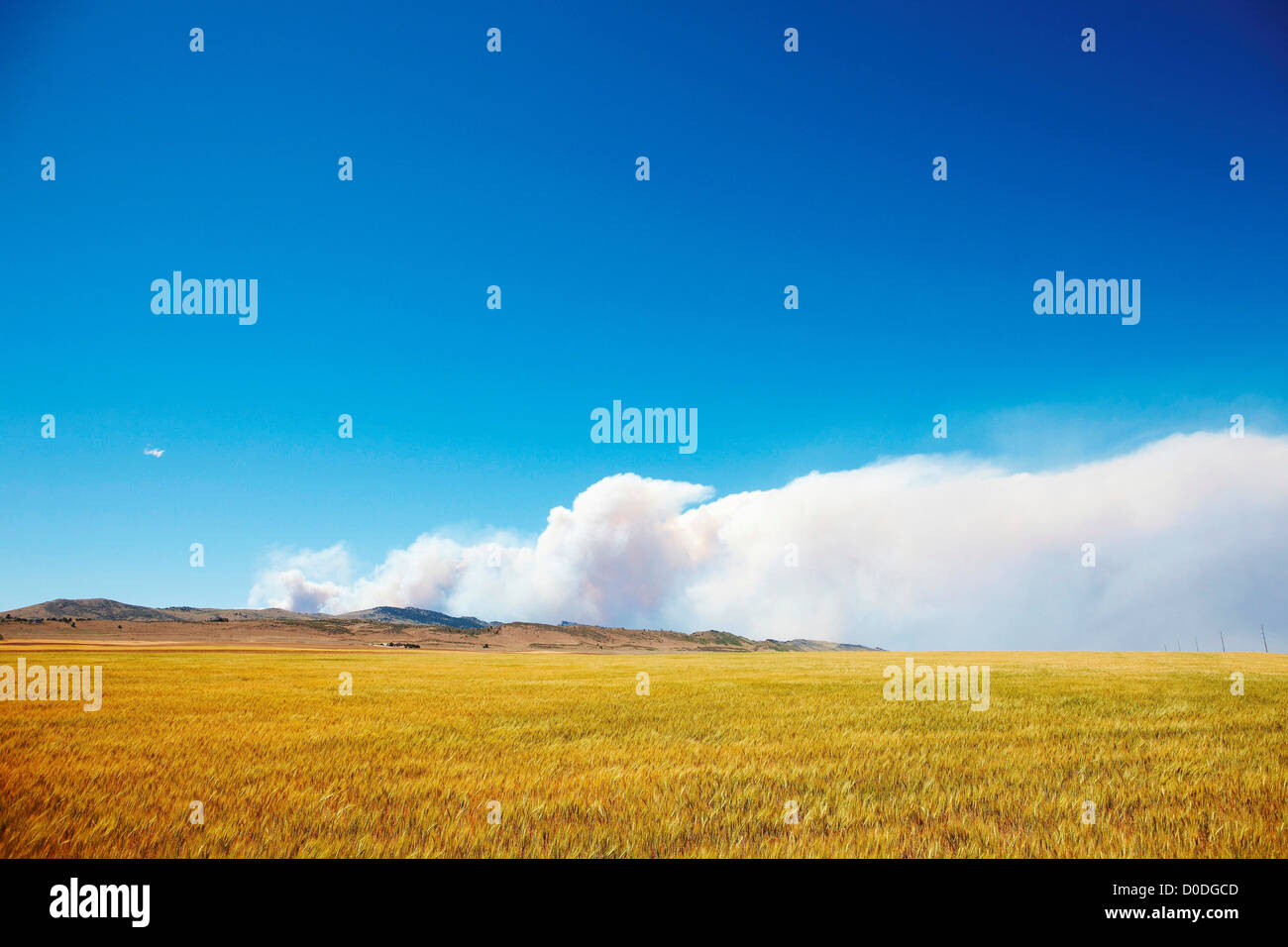 Raging mountain wildfire, rising smoke, foreground wheat field ...