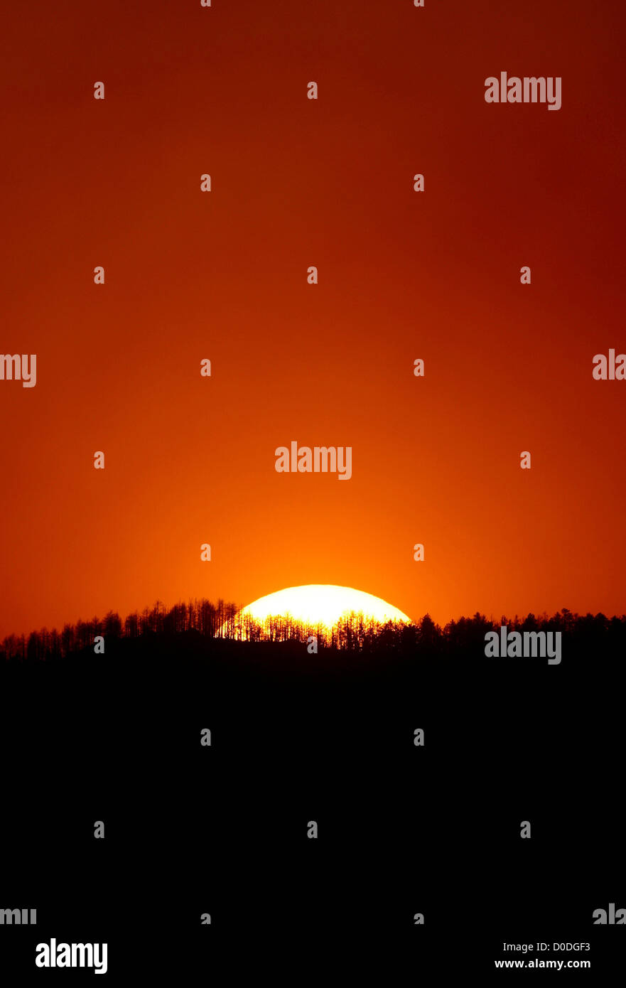 Scorched trees from wildfire silhouetted by setting sun, northern ...