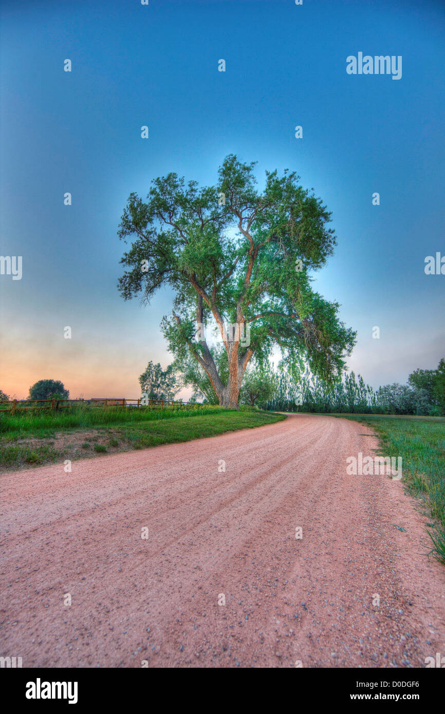 Empty dirt farm road and large tree, Colorado, USA Stock Photo - Alamy