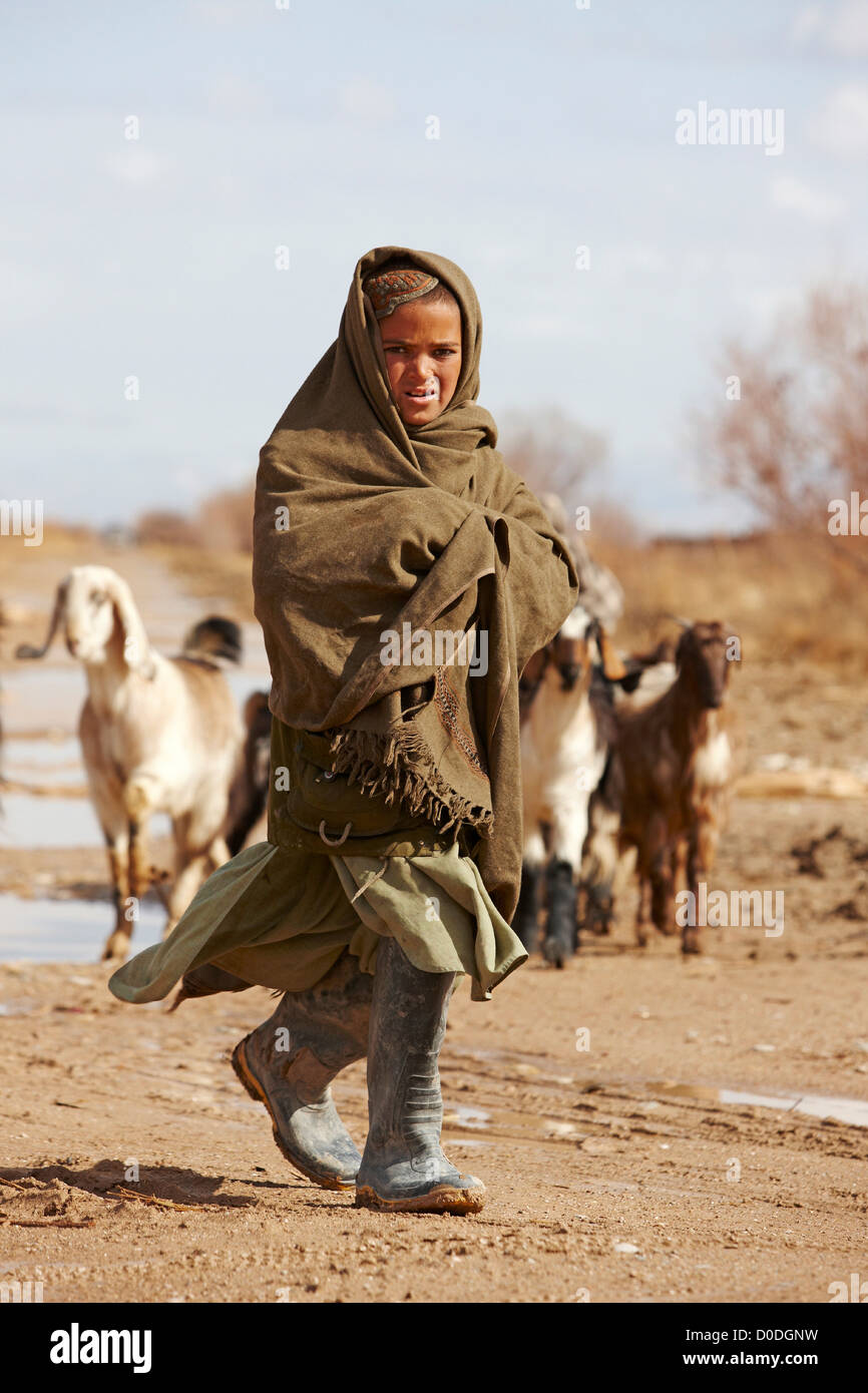 Young Afghan boy with goats, Helmand Province, Afghanistan Stock Photo ...