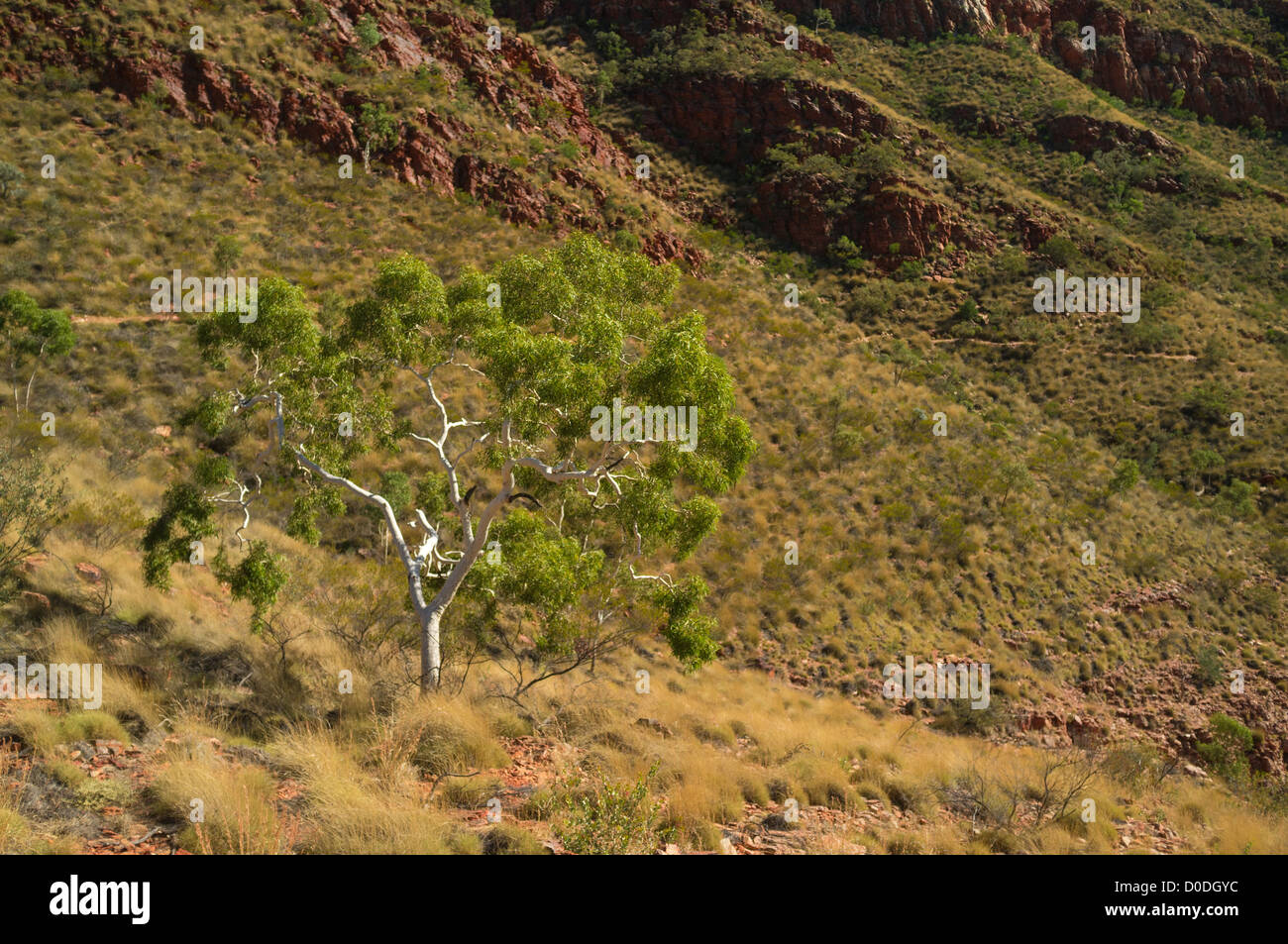 Lone ghost gum in Ormiston Gorge, West MacDonnell Ranges west of Alice ...