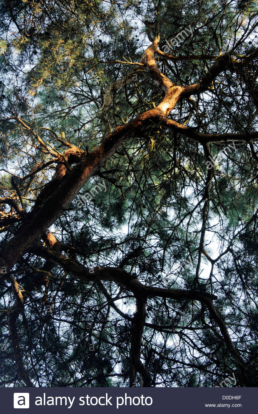 Pine Tree Branch Twisted Stock Photos & Pine Tree Branch Twisted Stock ...