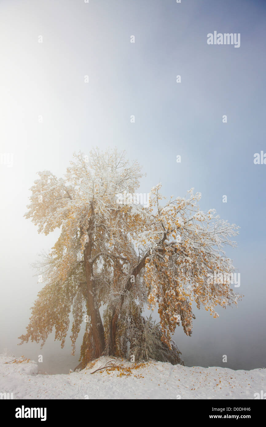 Tree in clearing winter storm Stock Photo - Alamy