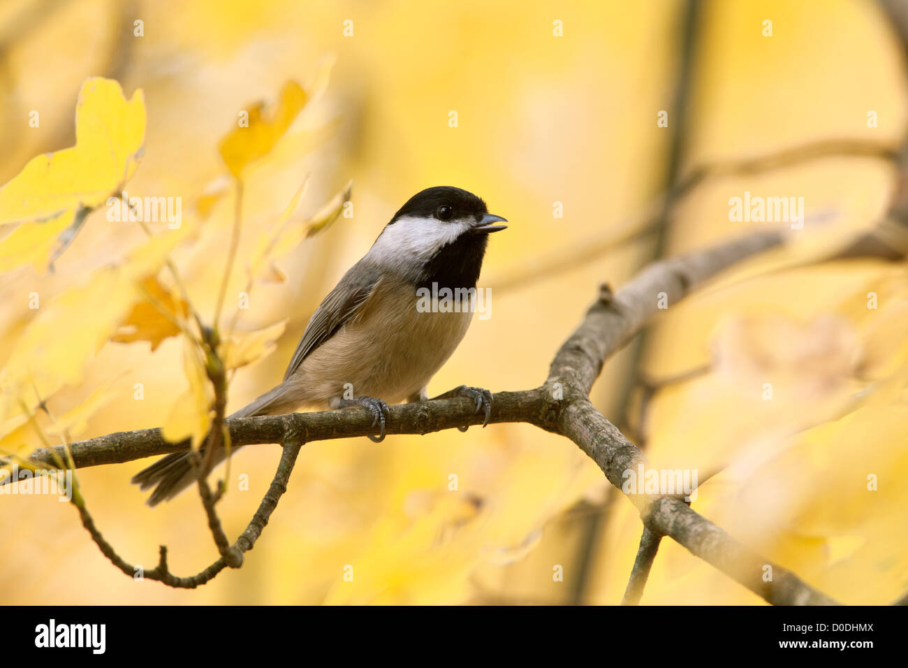 Carolina Chickadee in Fall Maple Tree bird birds songbird songbirds ...