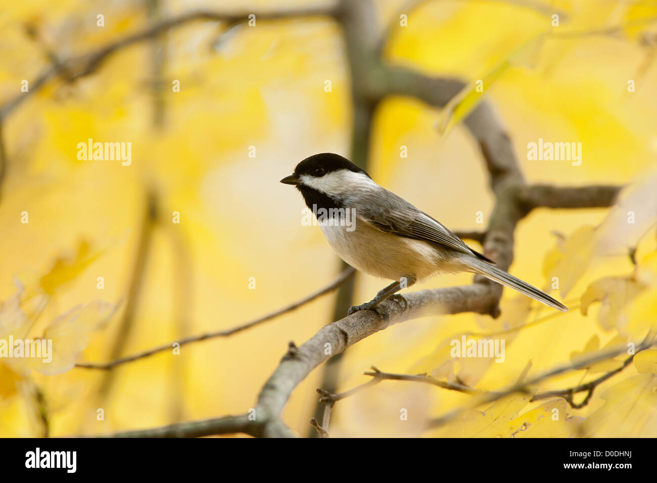 Carolina Chickadee in Fall Maple Tree bird birds songbird songbirds ...