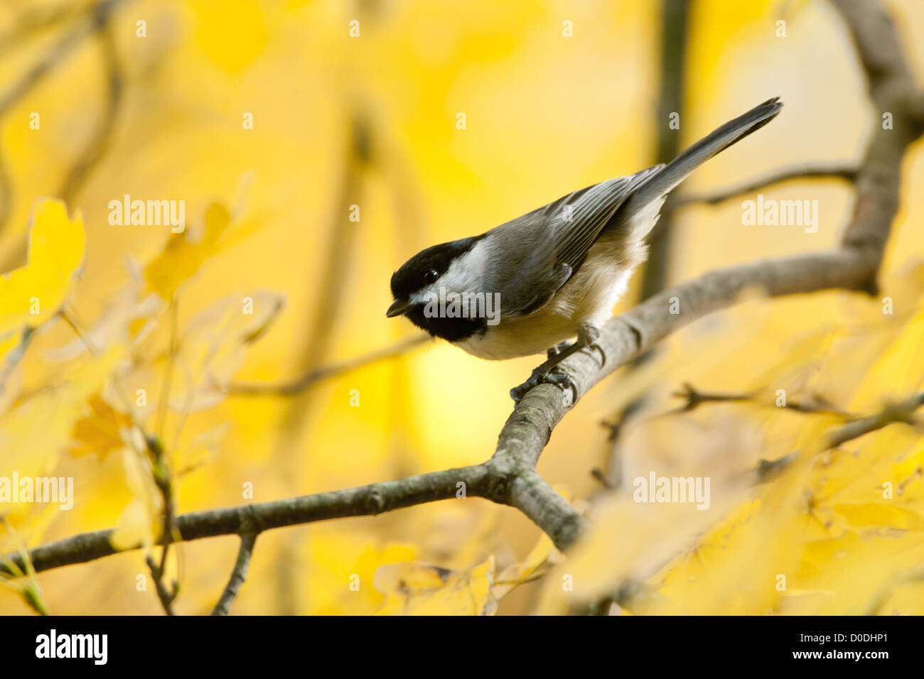 Songbirds autumn hi-res stock photography and images - Alamy
