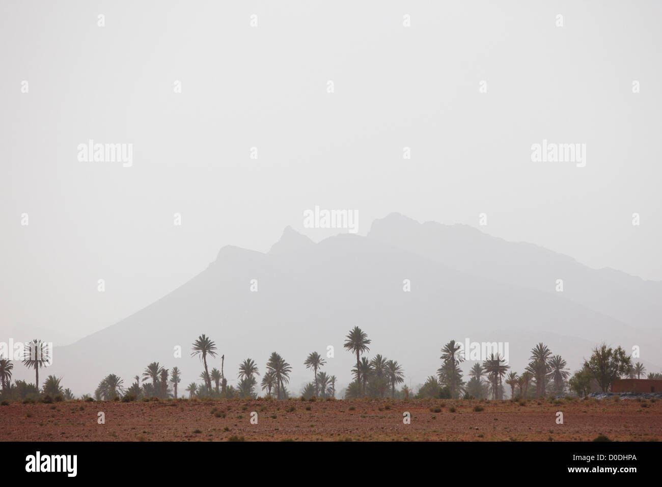Line of palm trees, distant mountains, Harmattan Haze, interior Sahara ...