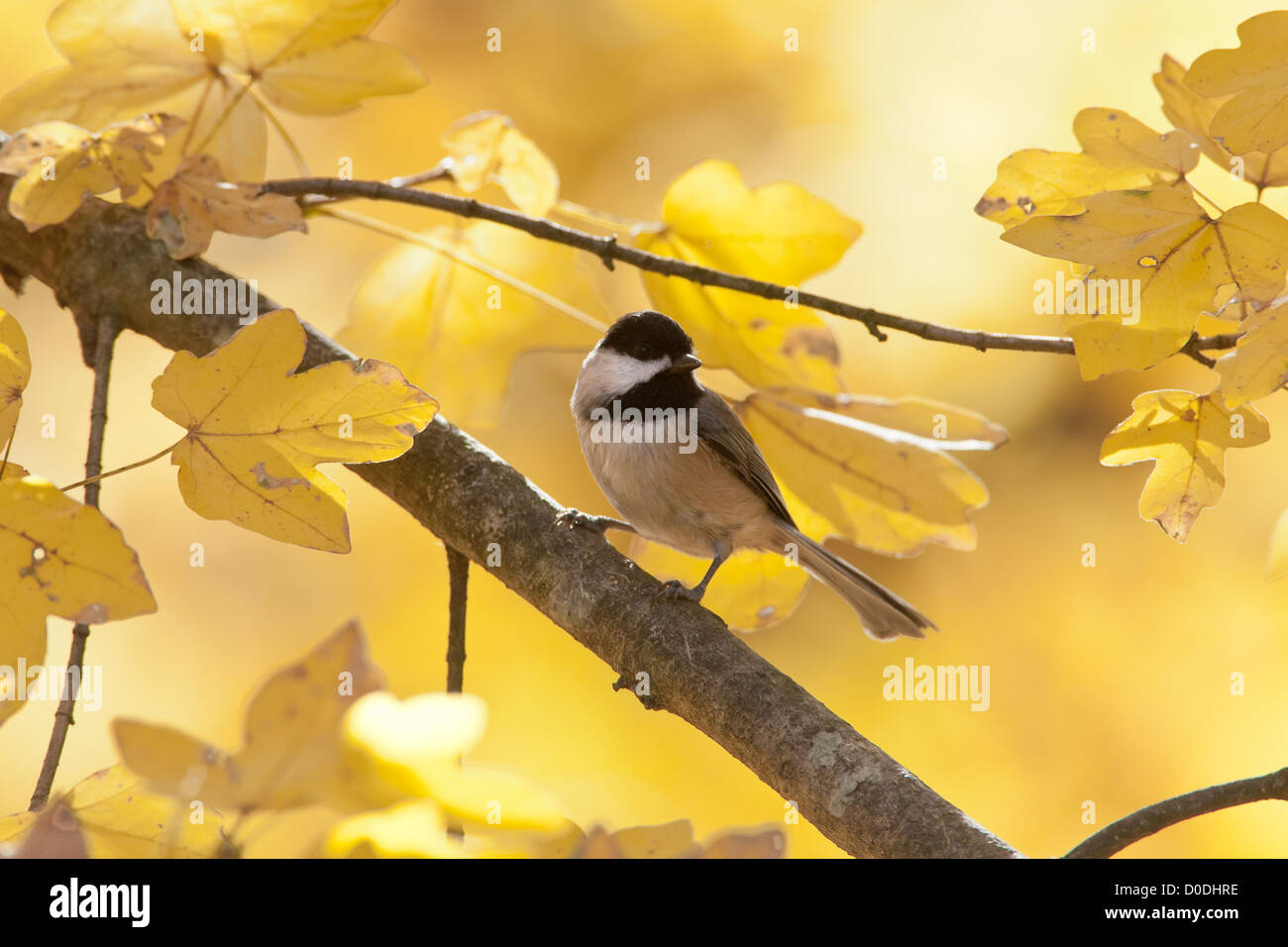 Carolina Chickadee in Fall Maple Tree bird birds songbird songbirds ...