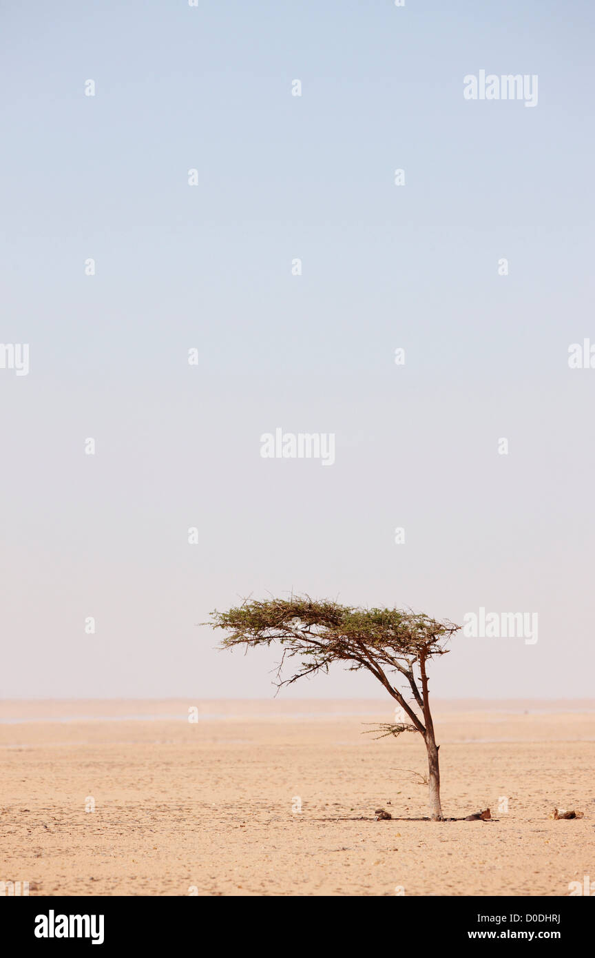 Lone Acacia tree on barren desert plain, interior Western Sahara Stock ...