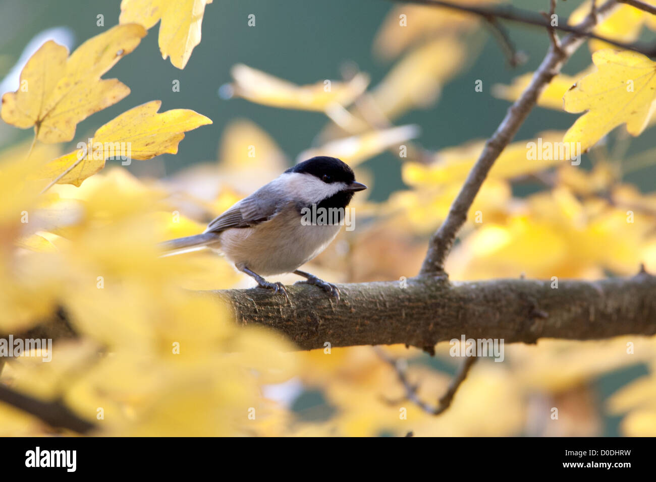 Songbirds autumn hi-res stock photography and images - Alamy