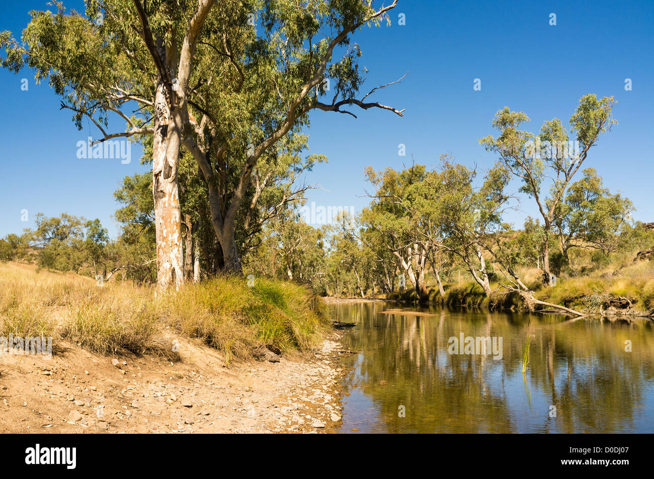 River red gum trees (Eucalyptus camaldulensis) in Ellery Creek in West ...