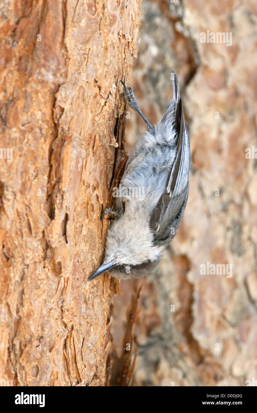 Pygmy Nuthatch Searches for Insects Under Pine Bark bird birds songbird ...