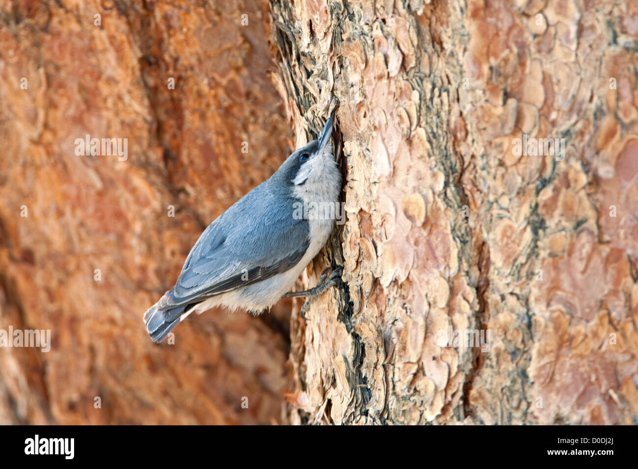 Pygmy Nuthatch Searches for Insects Under Pine Bark bird birds songbird ...