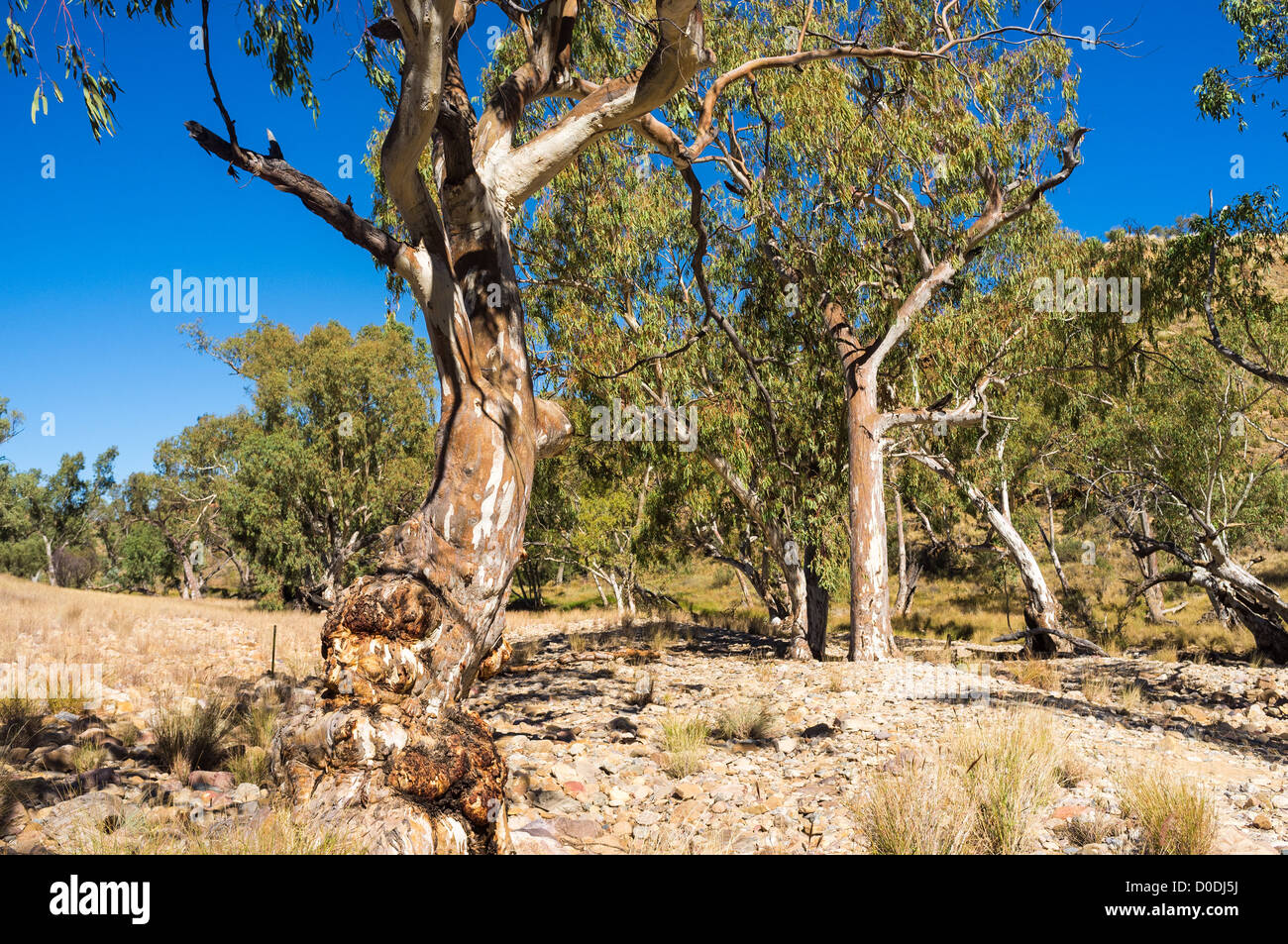 River red gum trees (Eucalyptus camaldulensis) in the dry bed of Ellery ...