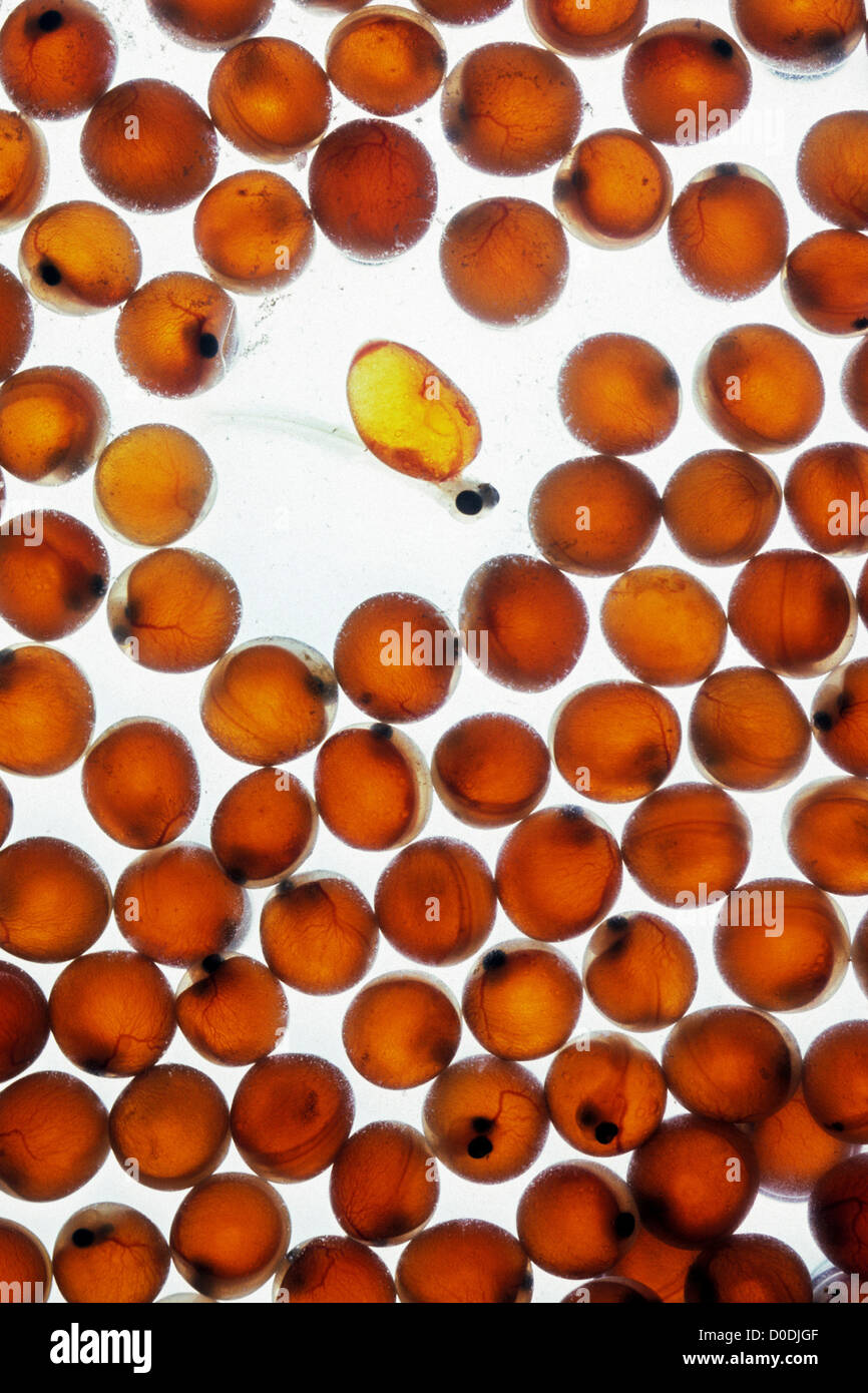 Coho Salmon Egg High Resolution Stock Photography and Images - Alamy