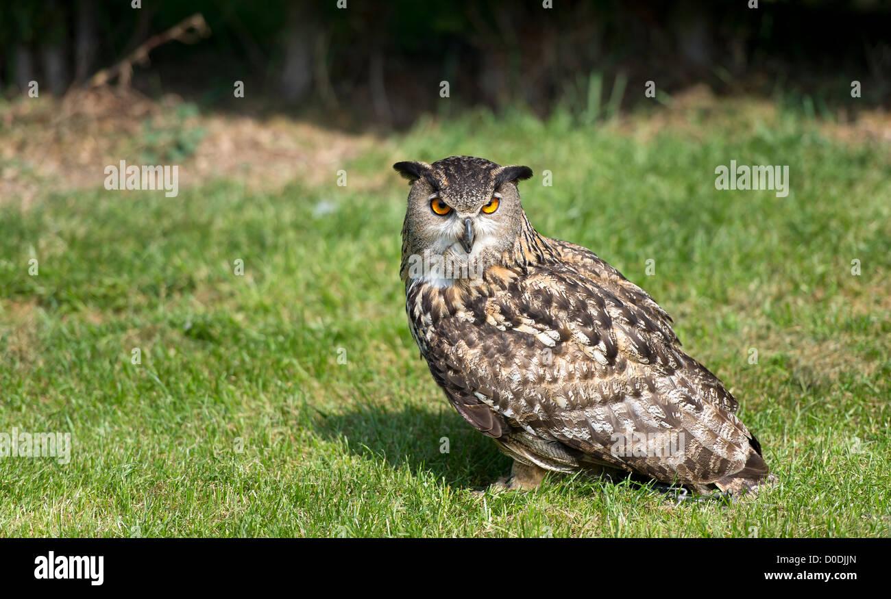 eagle owl relaxing on grass Stock Photo - Alamy
